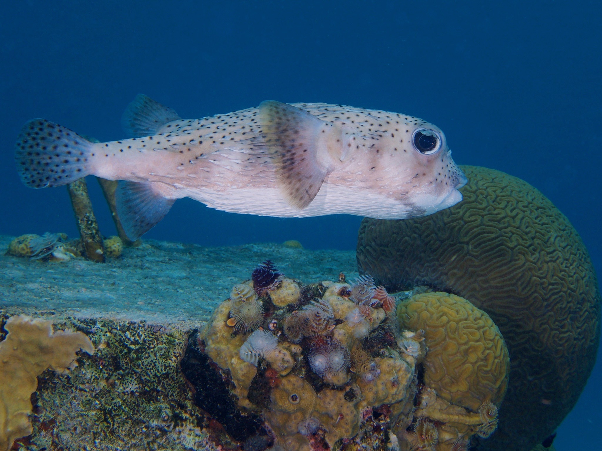 Bonaire Dive Sites | Go Where It's Warm