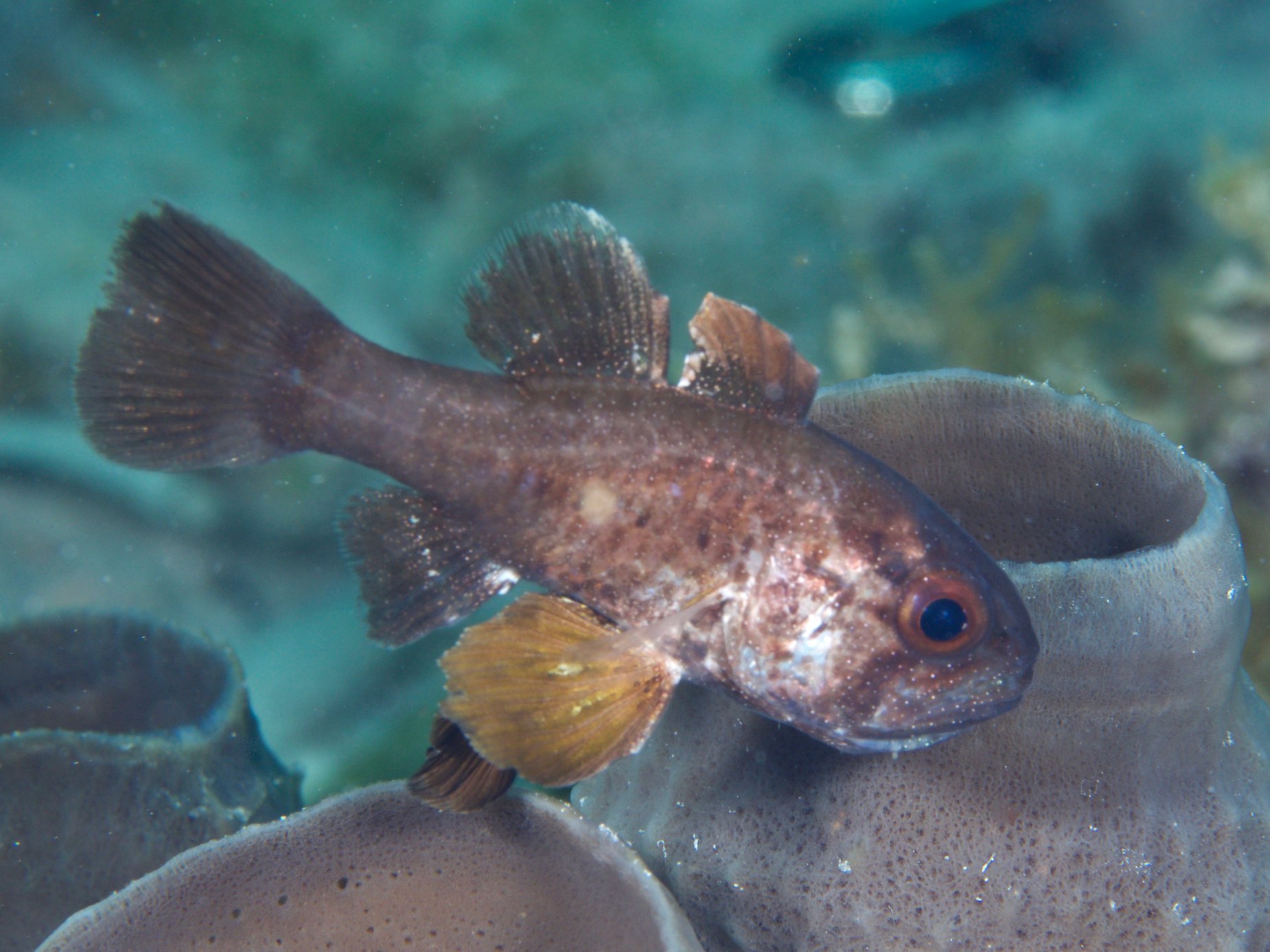 More cool finds on the reef! | Go Where It's Warm